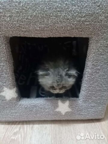 Котенок британский