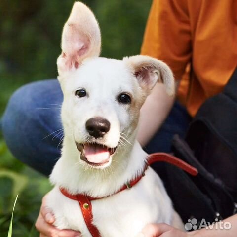 Щенок компаньон