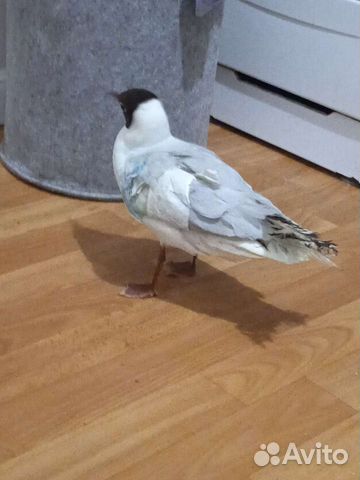 Чайка ищет дом