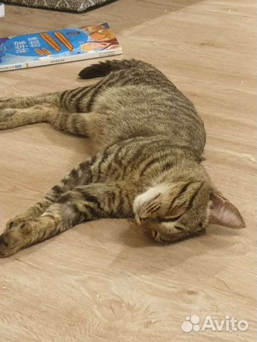 Спокойный котик ищет семью