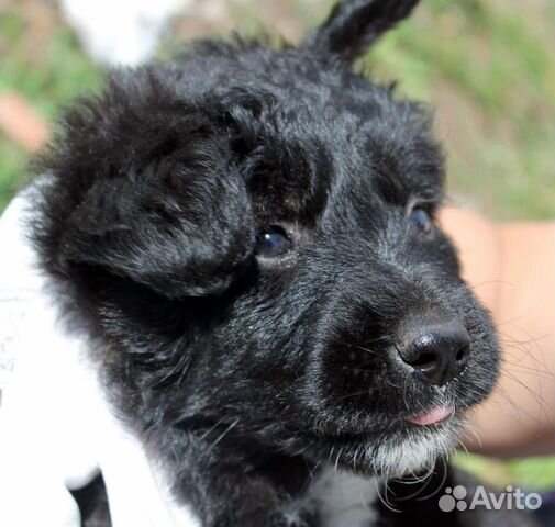 Щенок-девочка - любимка ищет дом