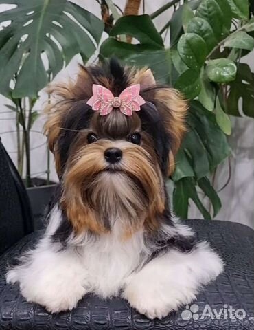 Очень Красивые щенки Бивер