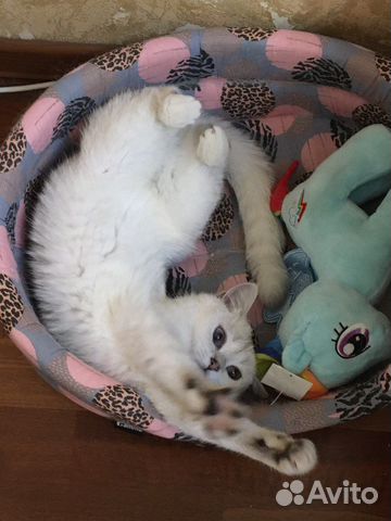 Британская серебристая шиншилла котенок кошка