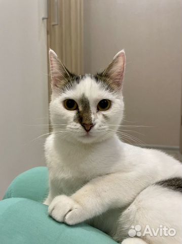 Кошка 11 месяцев в добрые руки