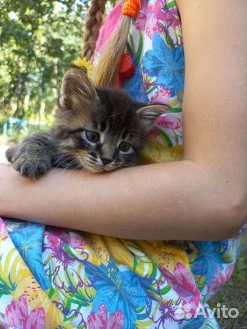 Котята в добрые руки) 2 мальчика и девочка