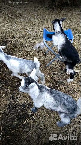 Продаются альпийские козочки