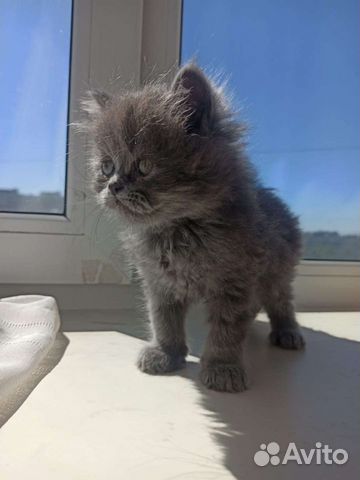 Котята для любви и ласки