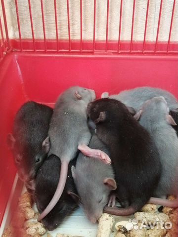 Крыса дамбо