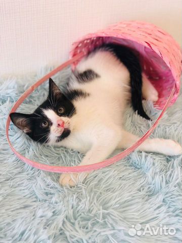 Замурчательный котенок ищет дом