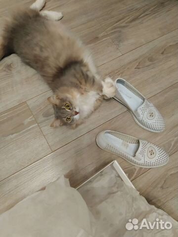 Кошка в дар бесплатно