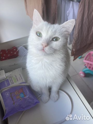 Белый котенок в добрые руки