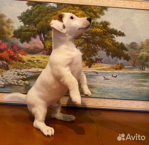 Джек Рассел терьер