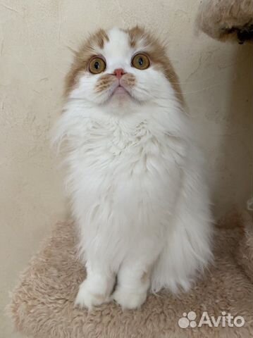 Шотландская