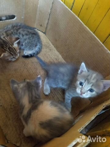 Котята 6 штук