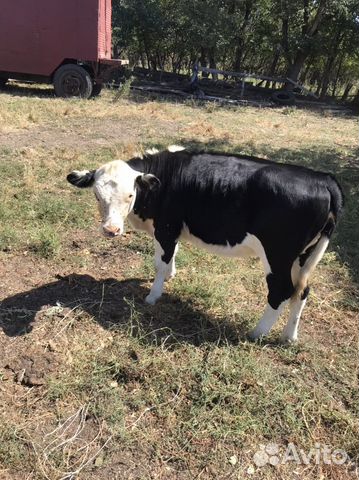 Телята телочки