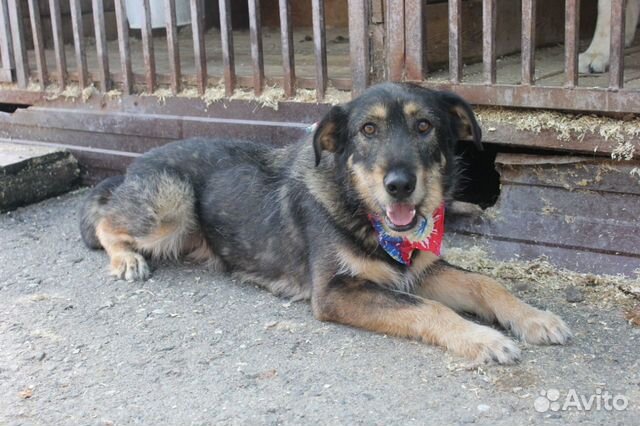 Заглядывает в глаза и умоляет спасти