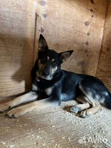 Красивый овчаристый пёсик, спасите из приюта