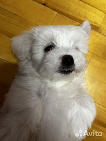 Щенки мальтезе