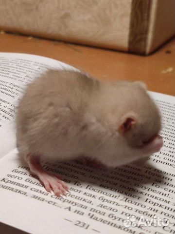 Декоративная крыса