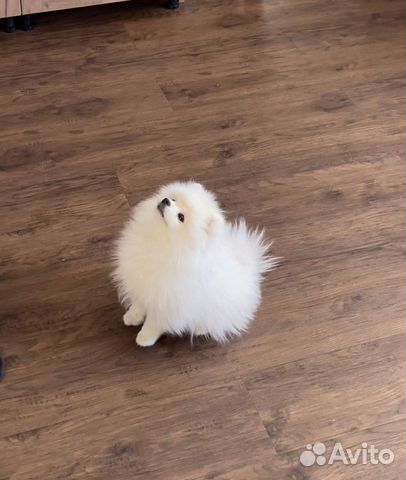 Немецкий щпиц (померанский)