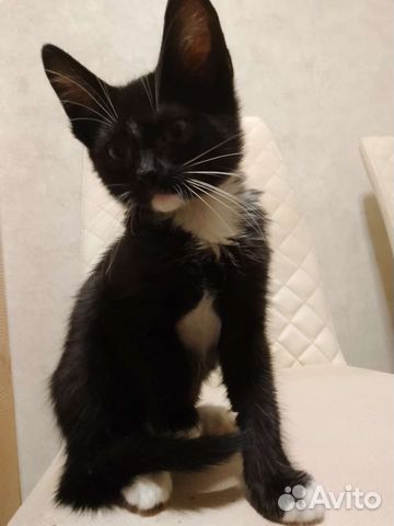 Кисуля ищет новую семью