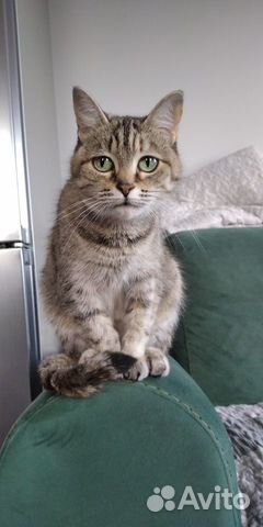 Отдадим кошку в хорошие руки бесплатно Кошка метис