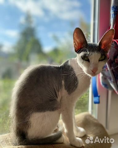 Кошка сфинкс рекс