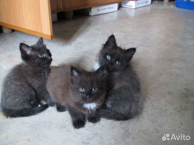 Котята необычный окрас