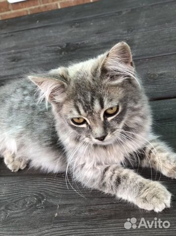 Котенок девочка отдадим в добрые руки