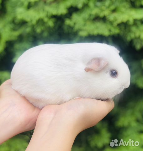 Морская свинка английский селф