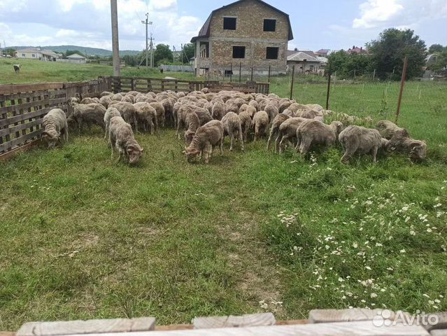 Барашки на Курбан-байрам