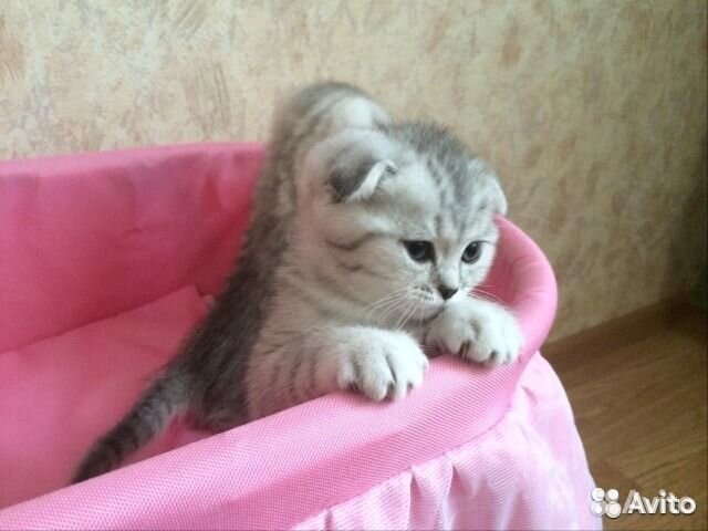 Шотландские вислоухие расписные котята