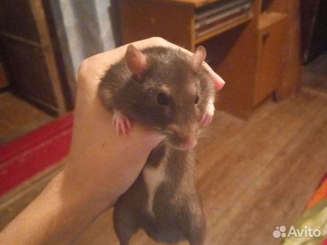 Декоративная крыса Дамбо