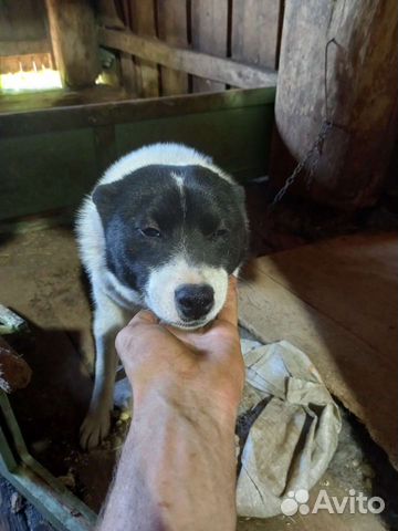 Руско европейские лайки