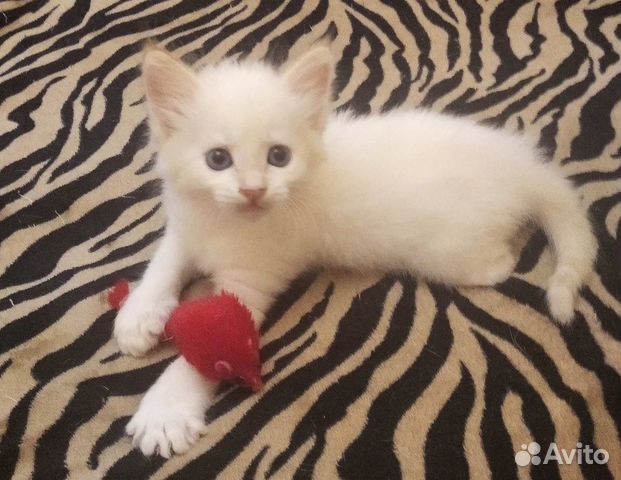 Котенок белого окраса отдам