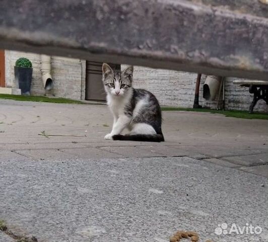 Сос Котята 2 месяца и 3 недельные малыши. Приют