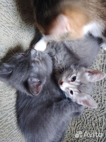 Плюшевые детки ищут дом