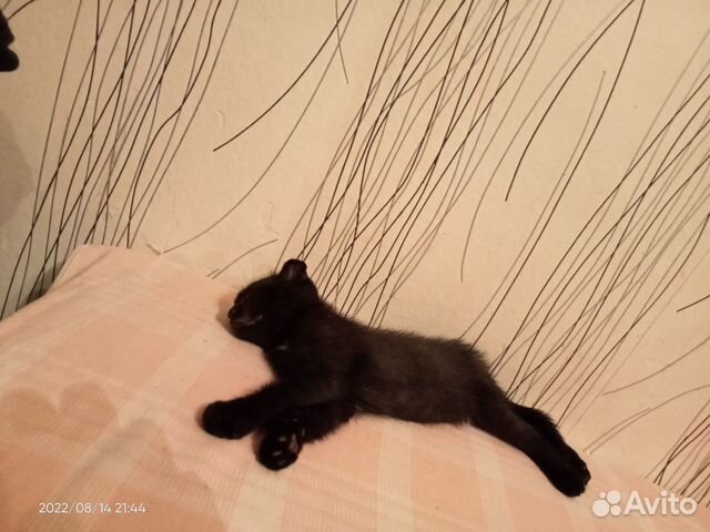 Отдам в хорошие руки котенка