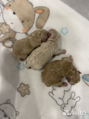 Мальтипу f1 mini девочки конфеточки