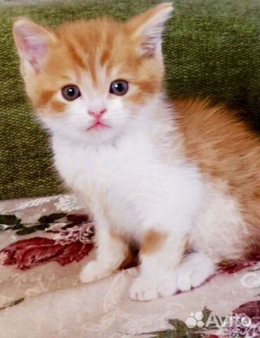 Котенок Бублик 1 мес