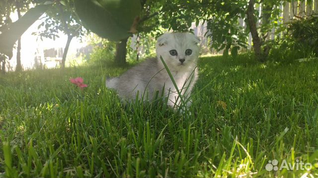 Фолд шотландская