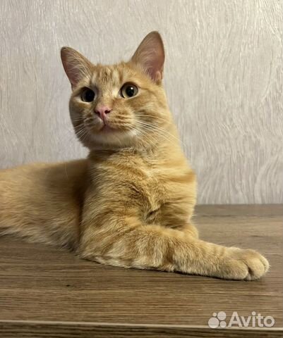 Кот молодой в добрые руки