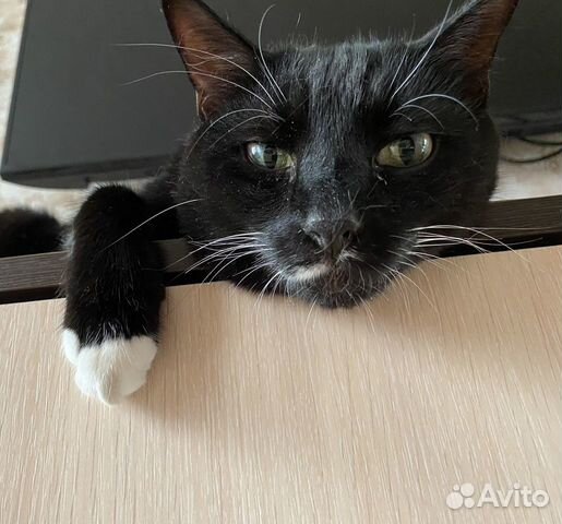Кот черный в добрые руки
