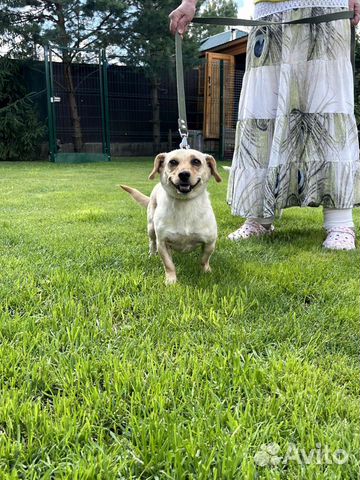 Малышка коротколапик 7 кг ищет дом