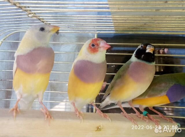 Амадины гульда