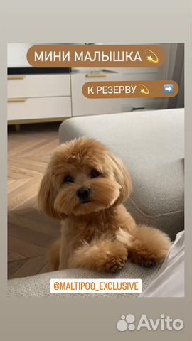 Щенки мальтипу мини лучшие