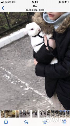 Мини кролик гермелин девочка