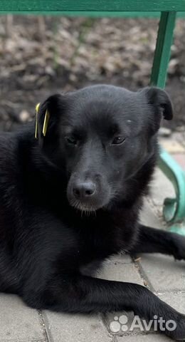 Ищет дом брутальный парень Гром