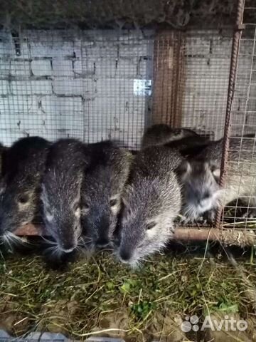 Продажа нутрий