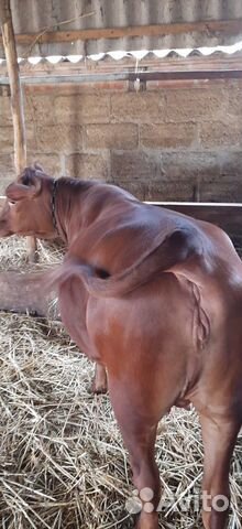 Телки стельные